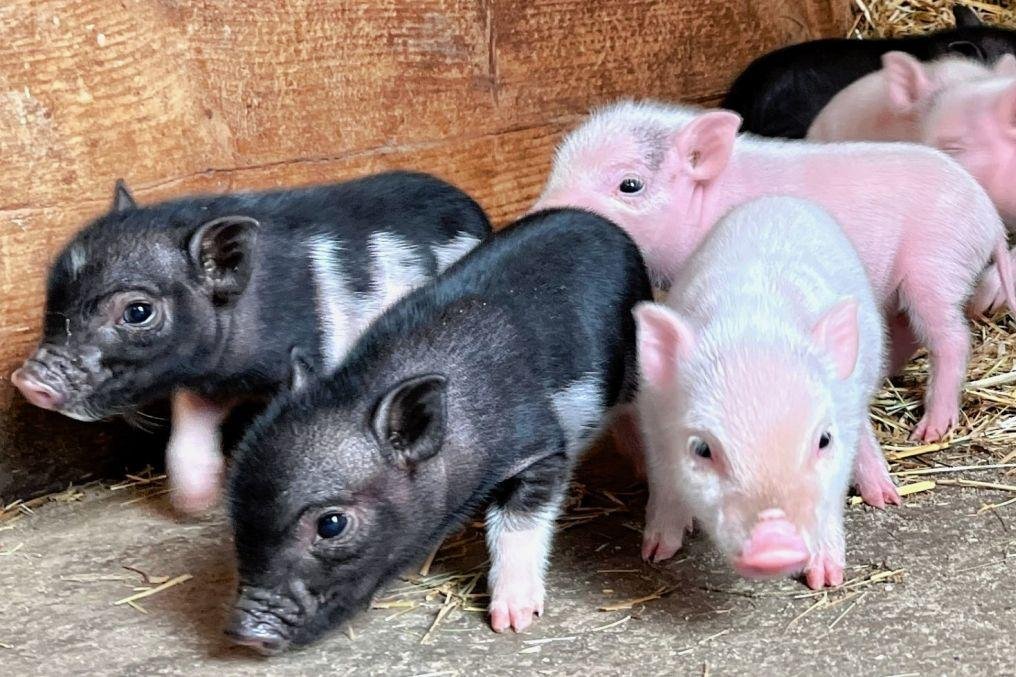 Sieben kleine Ferkelchen im Zoo der Minis