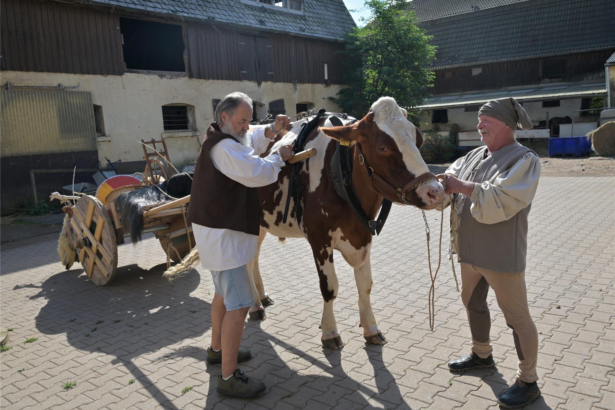Der Show-Ochse aus dem Erzgebirge: Wie mit Henry monatelang für einen ...