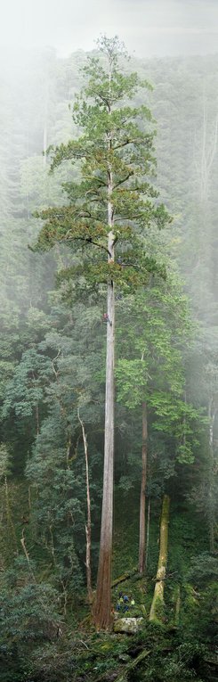 84 Meter: Höchster bekannter Baum Ostasiens steht in Taiwan
