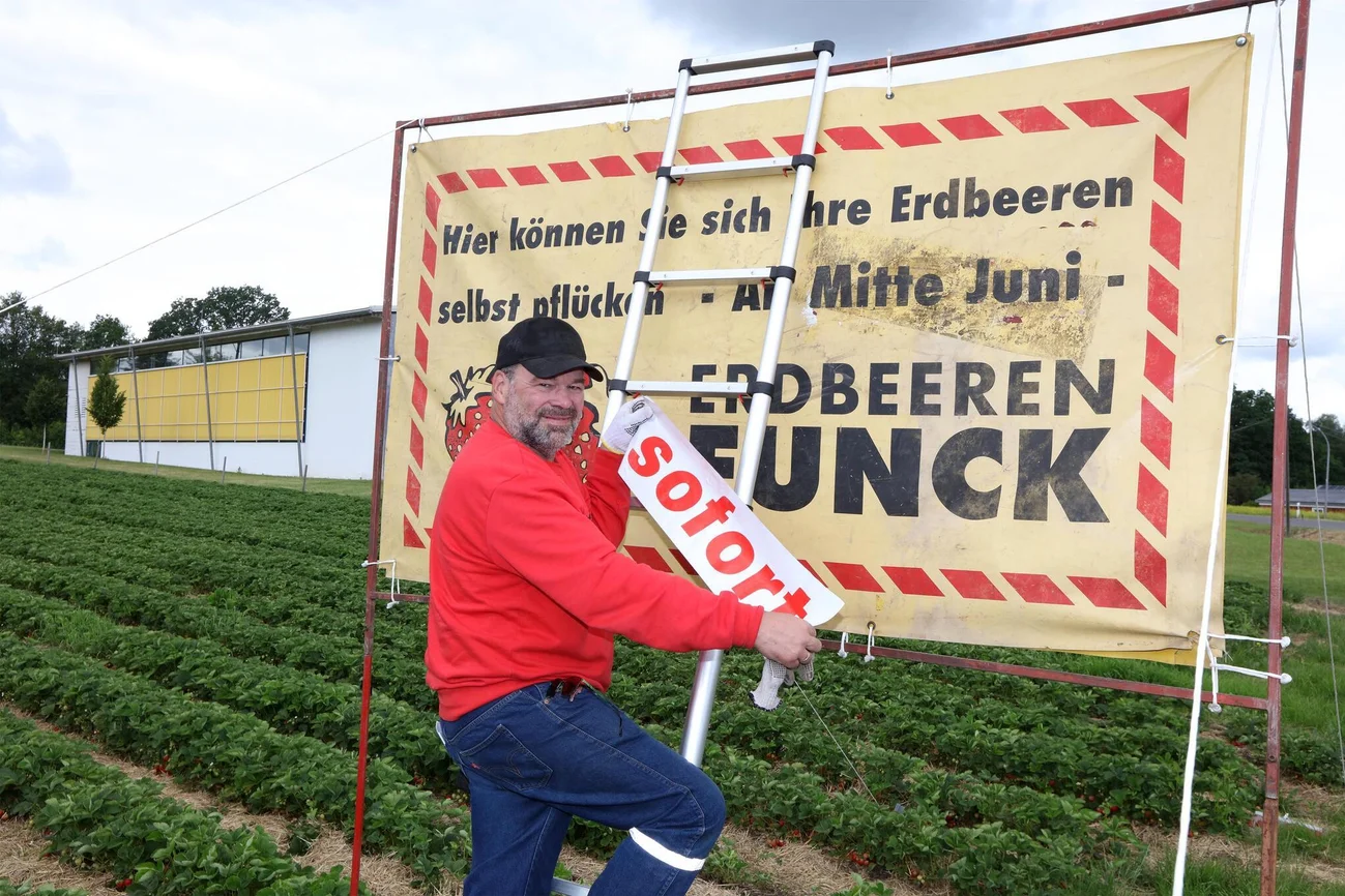 Erdbeeren im Erzgebirge zum Selbstpflücken: Diese Felder haben schon ...