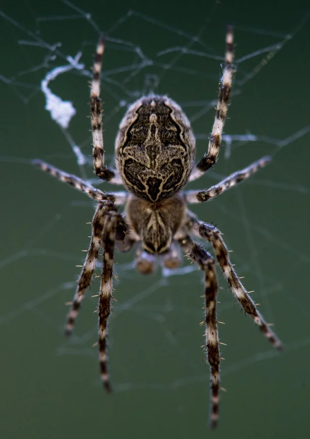 Nosferatu-Spinne auch in Sachsen zu Hause
