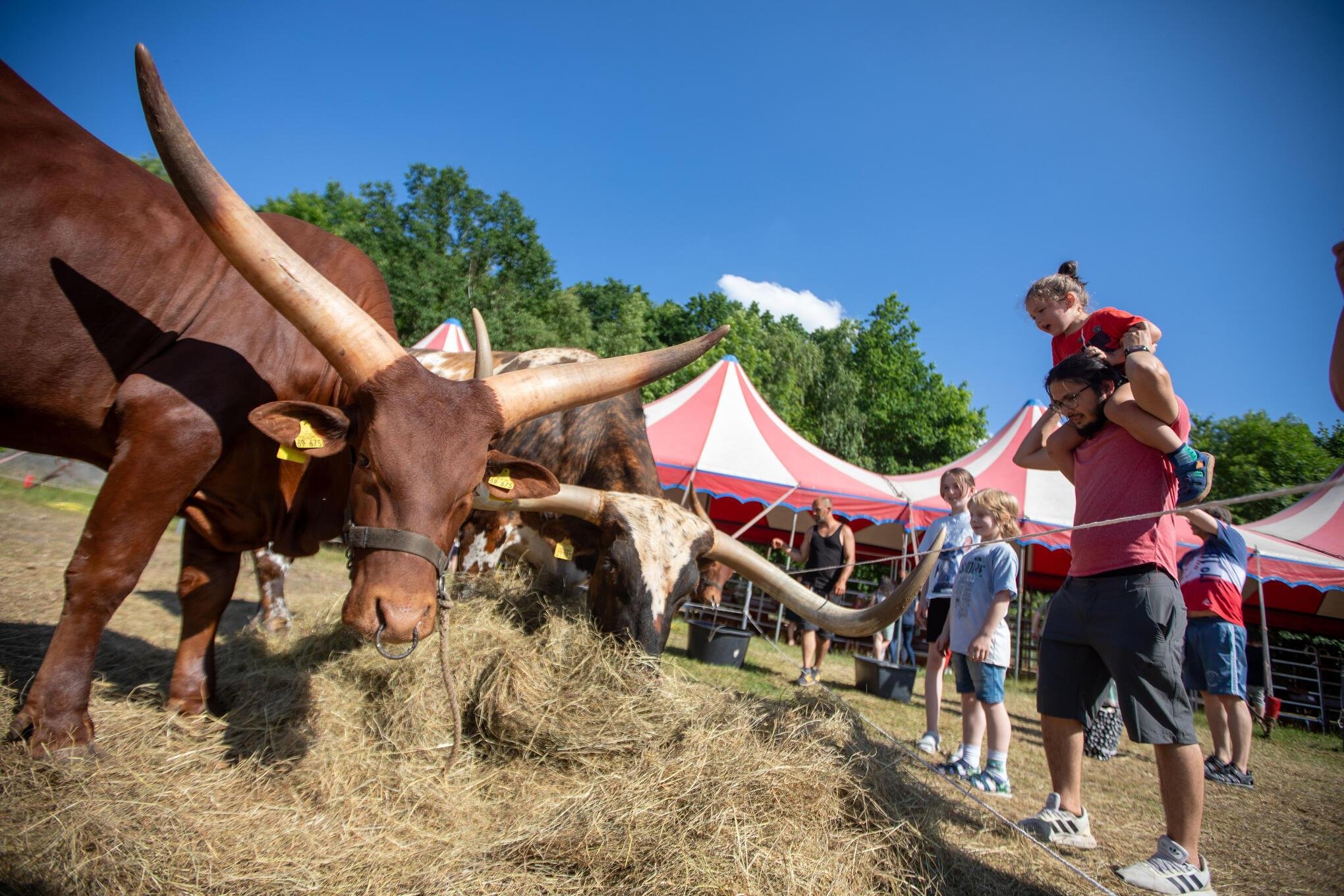Circus Paul Busch gastiert noch bis Sonntag in Plauen